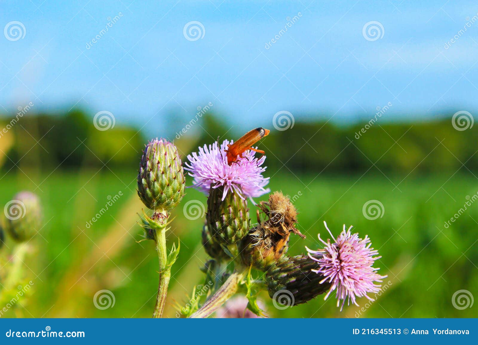 Common Red Soldier Beetle on Thistle Stock Image - Image of detail ...