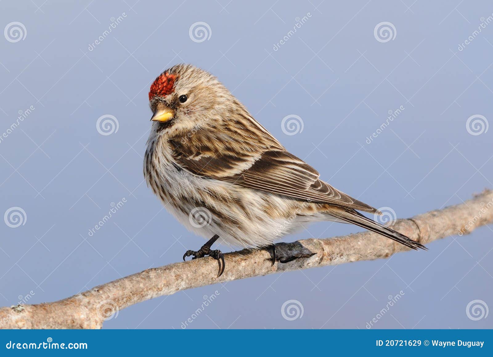 Common redpoll stock image. Image of small, adult, backyard - 20721629