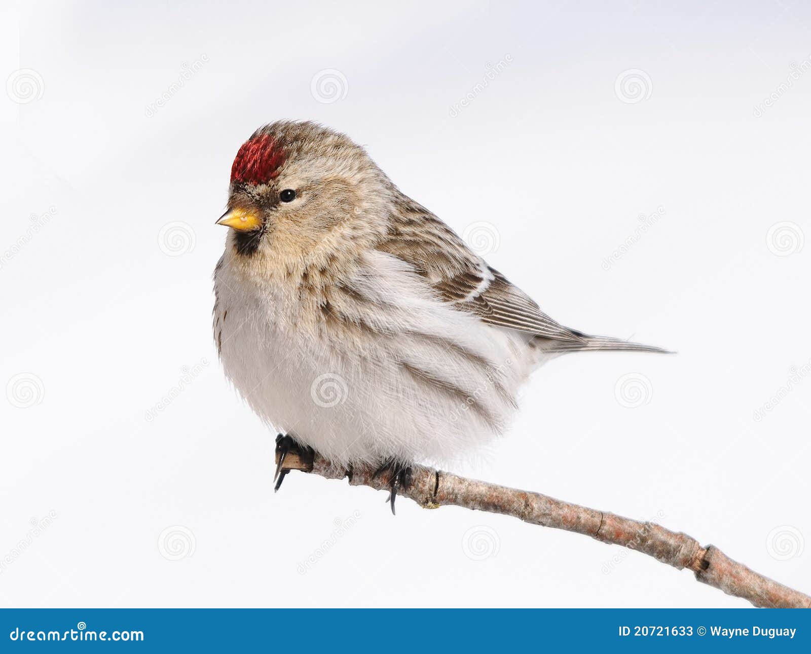 Common redpoll stock image. Image of redpoll, nature - 20721633