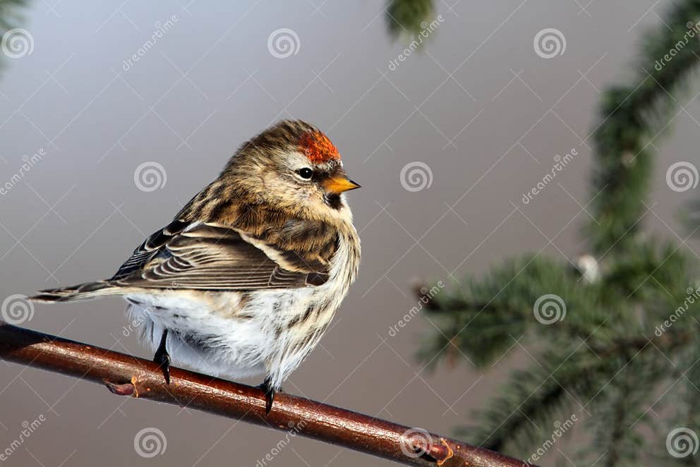 Common Redpoll stock photo. Image of redpoll, alaska - 22555834