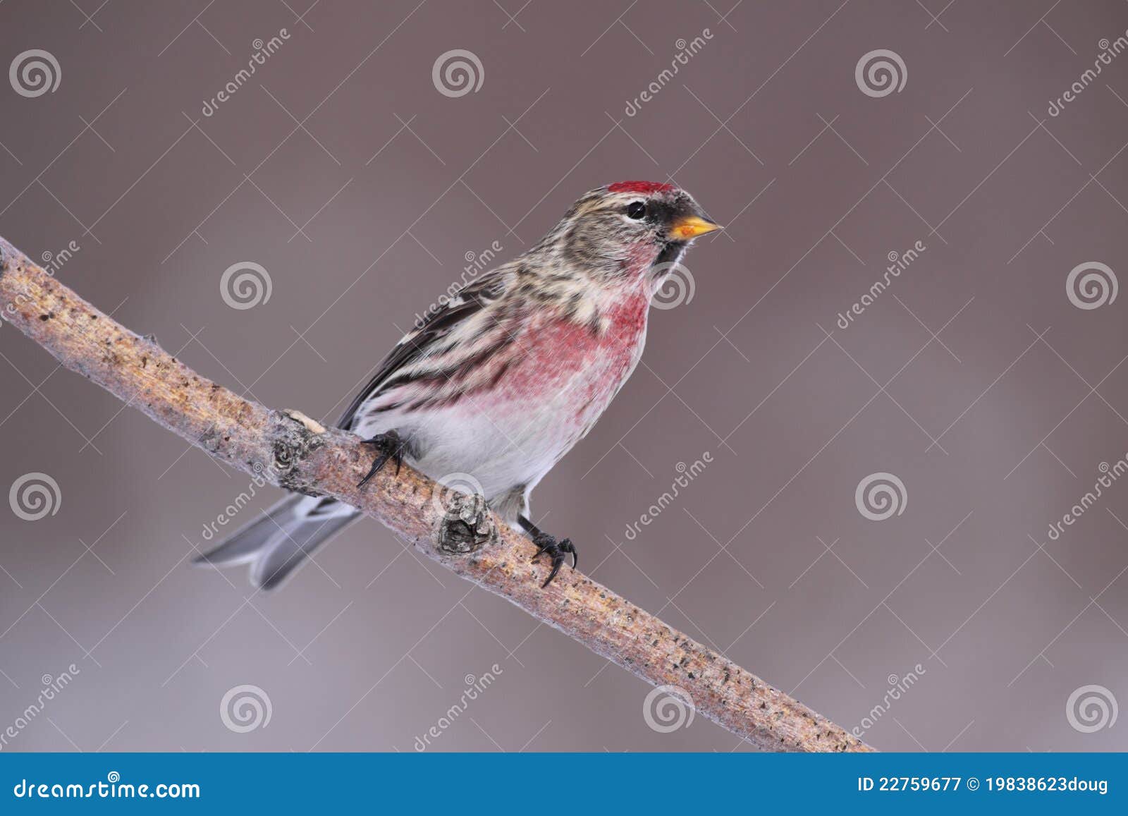 Common Redpoll stock image. Image of perch, nature, feather - 22759677