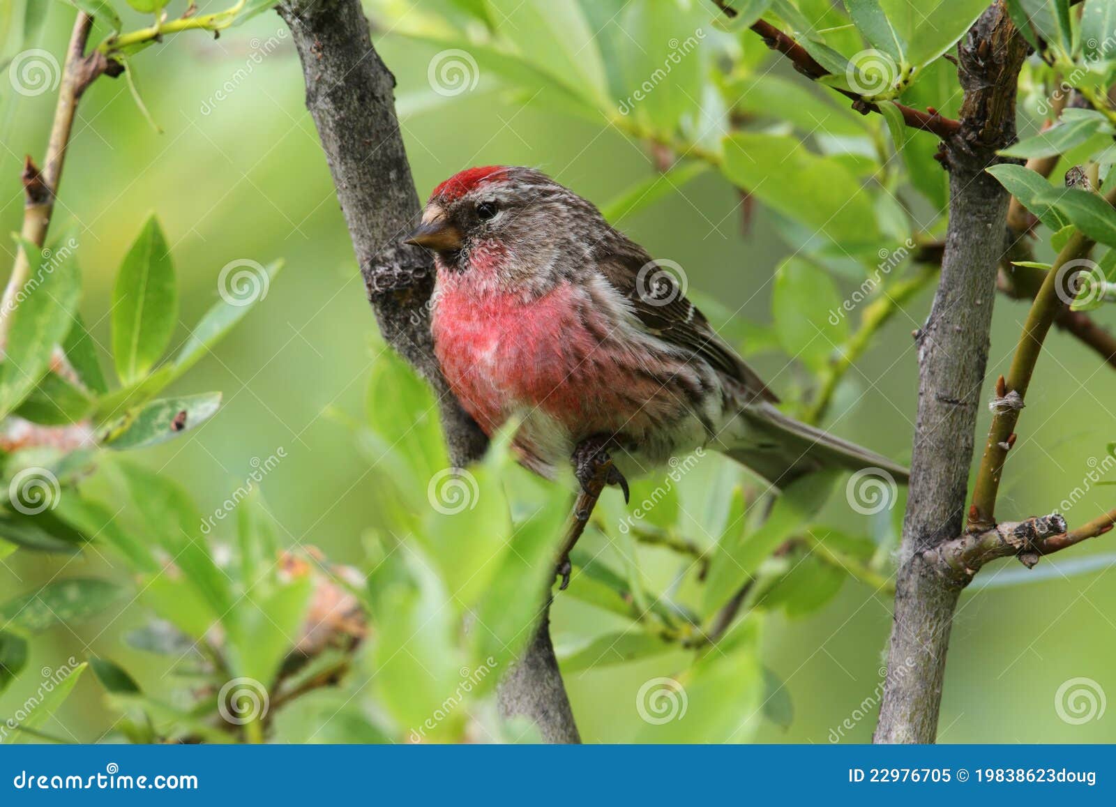 Common Redpoll stock image. Image of perch, leaf, tree - 22976705