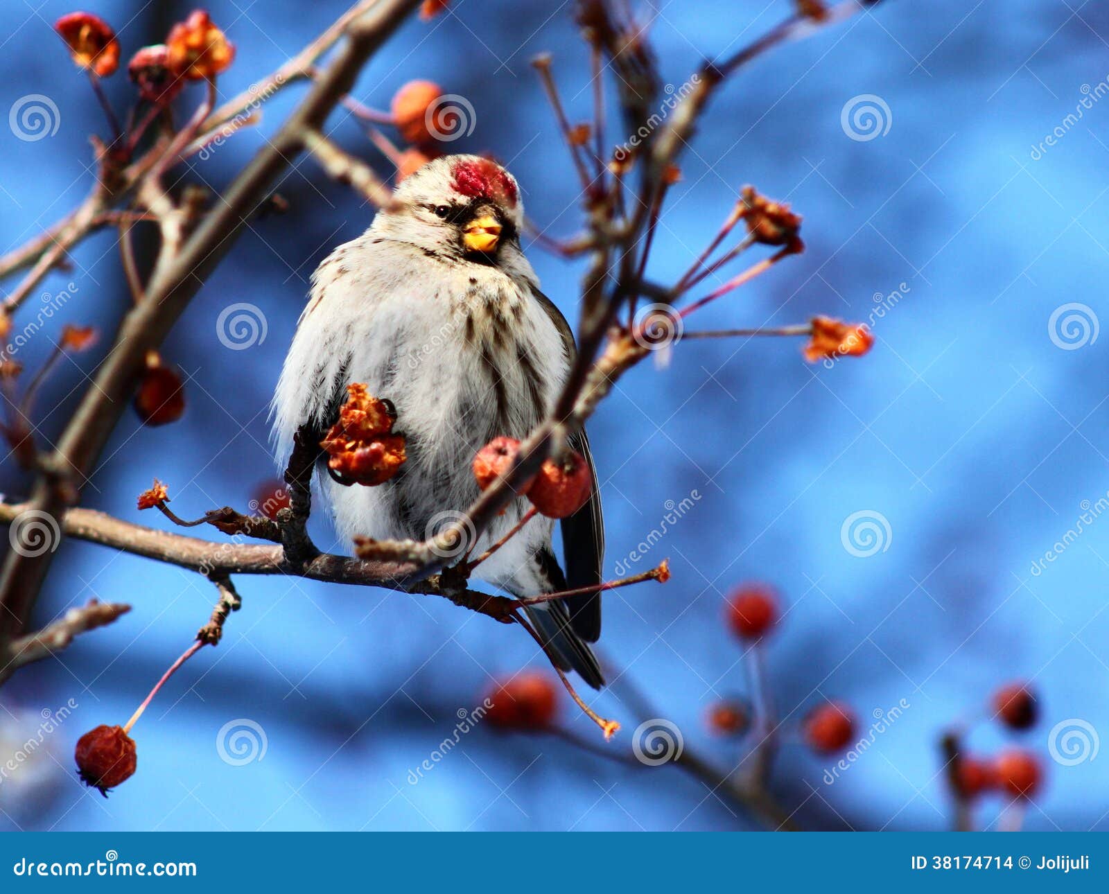 Common redpoll stock photo. Image of female, black, feathers - 38174714