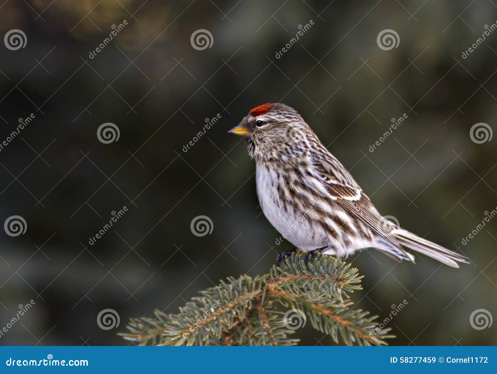 Common redpoll stock image. Image of organism, outside - 58277459