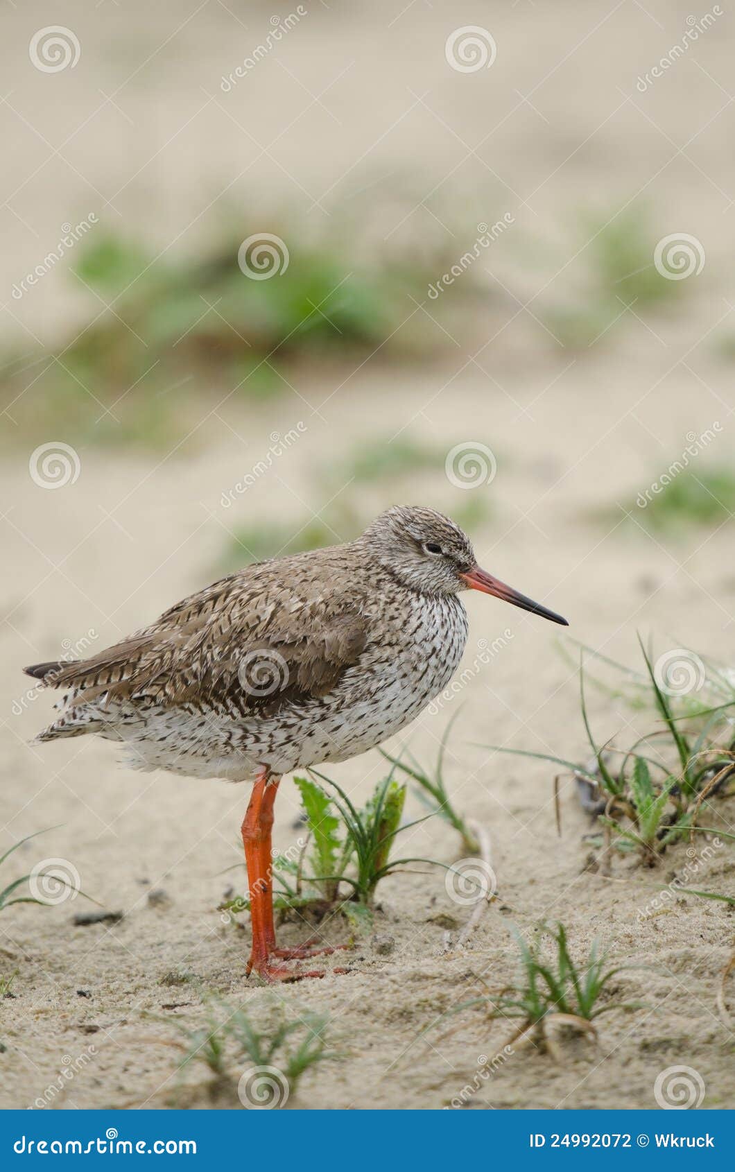 Common redshank stock photo. Image of scolopacidae, regenpfeiferartige ...