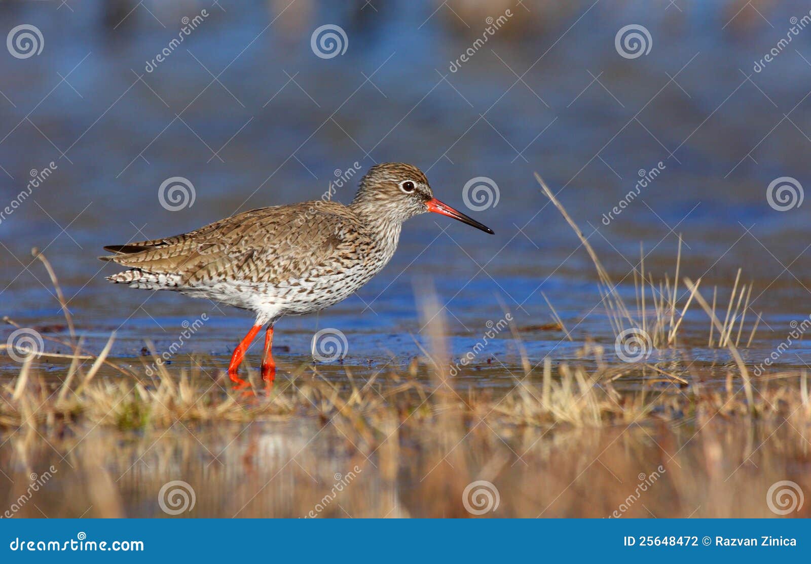 Common redshank stock photo. Image of cute, crest, standing - 25648472