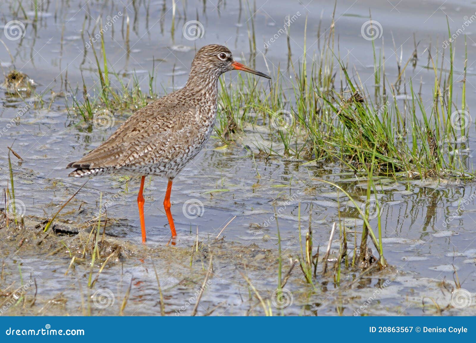 Common Redshank bird stock image. Image of bird, tringa - 20863567