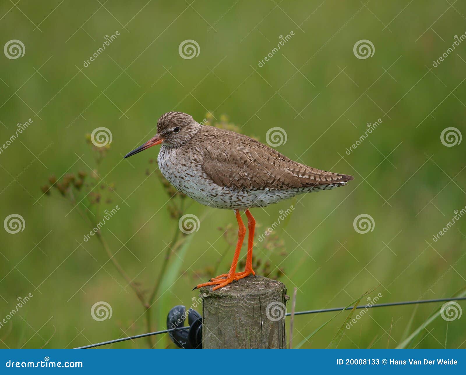 Common Redshank Bird on Pole Stock Image - Image of totanus, watches ...