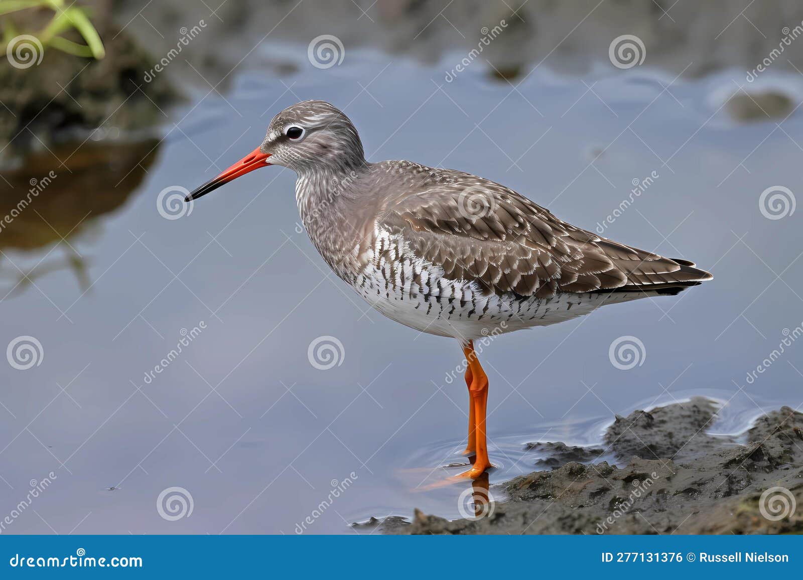Common Redshank (Eurasia) (Generative AI) Stock Illustration ...