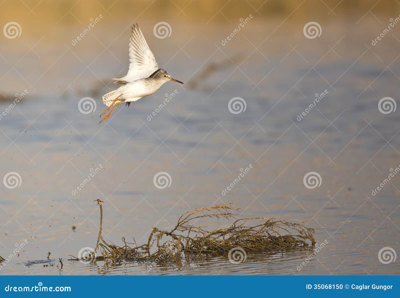 Common Redshank in Flight (Tringa Totanus) Stock Photo - Image of ...