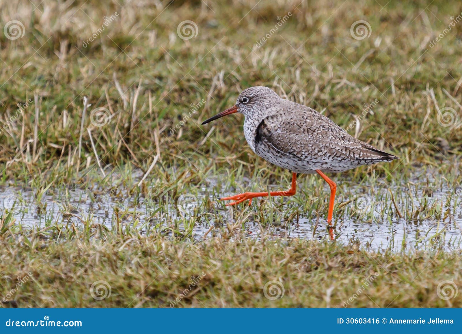 Common Redshank stock photo. Image of eurasian, grassland - 30603416