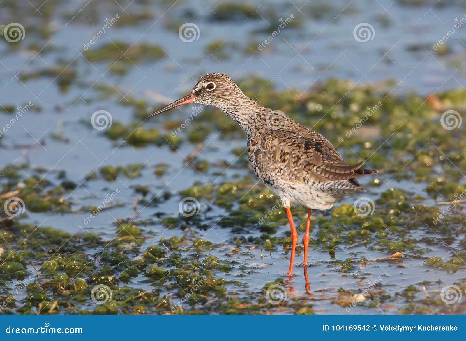 The Common Redshank on the Marsh Stock Photo - Image of migrant, animal ...