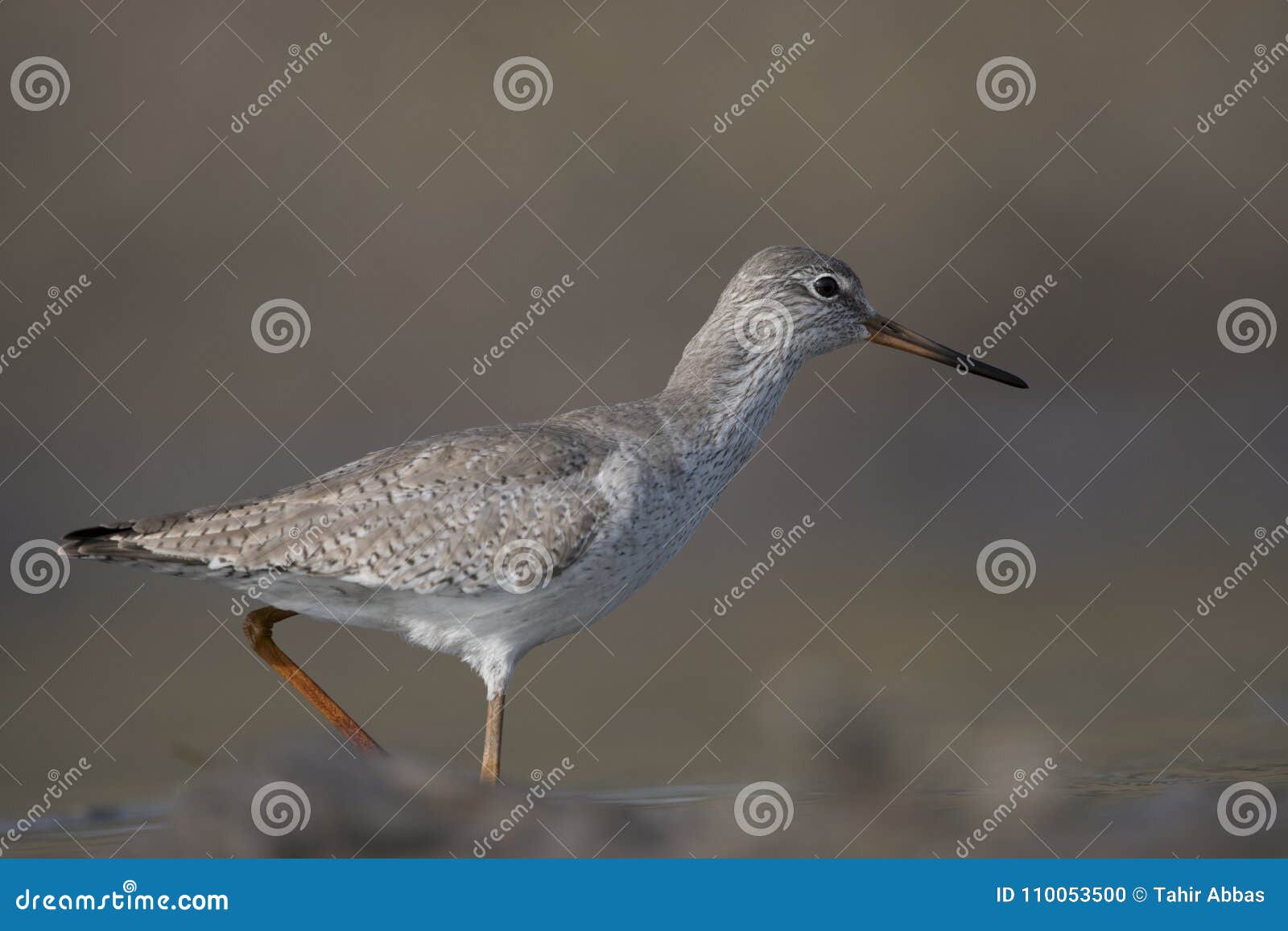 The Common redshank stock photo. Image of side, animal - 110053500