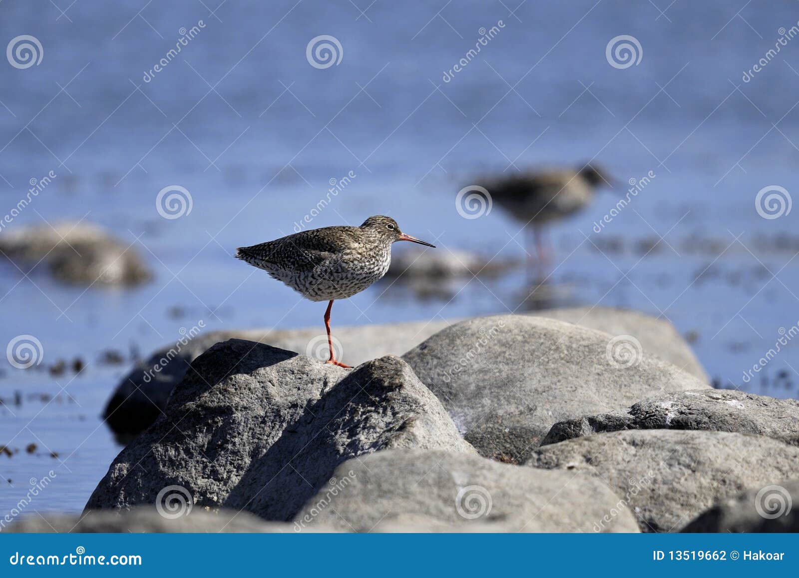 Common Redshank, Tringa Totanus Stock Photo - Image of brown, portrait ...