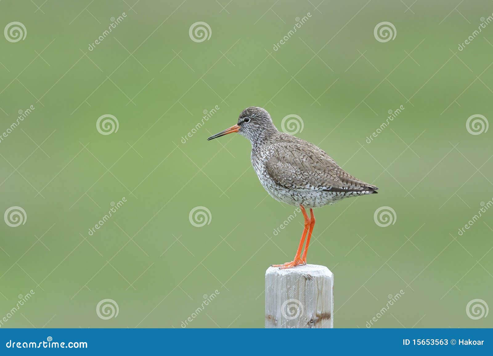 Common Redshank, Tringa Totanus Stock Image - Image of warning, brown ...