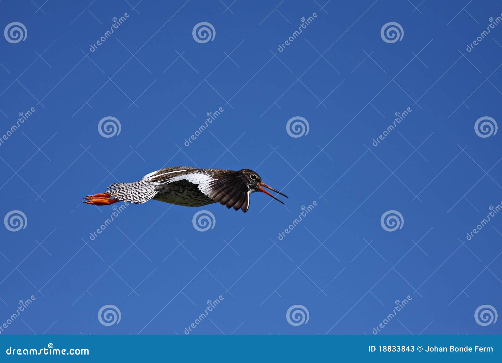 Common Redshank - Tringa Totanus Stock Image - Image of blue, pattern ...
