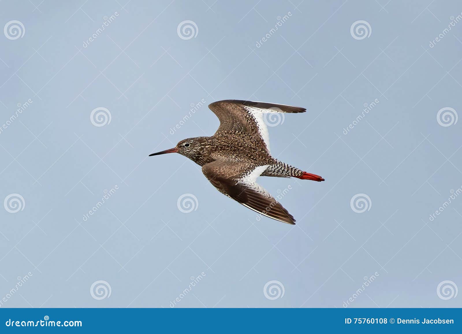 Common Redshank (Tringa Totanus) Stock Photo - Image of fauna, redshank ...