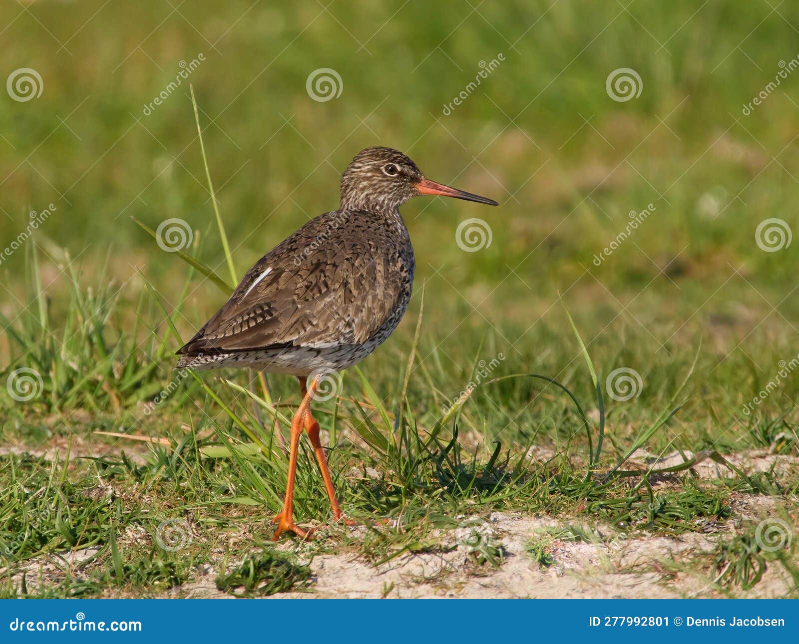 Common Redshank (Tringa Totanus Stock Image - Image of common, tringa ...