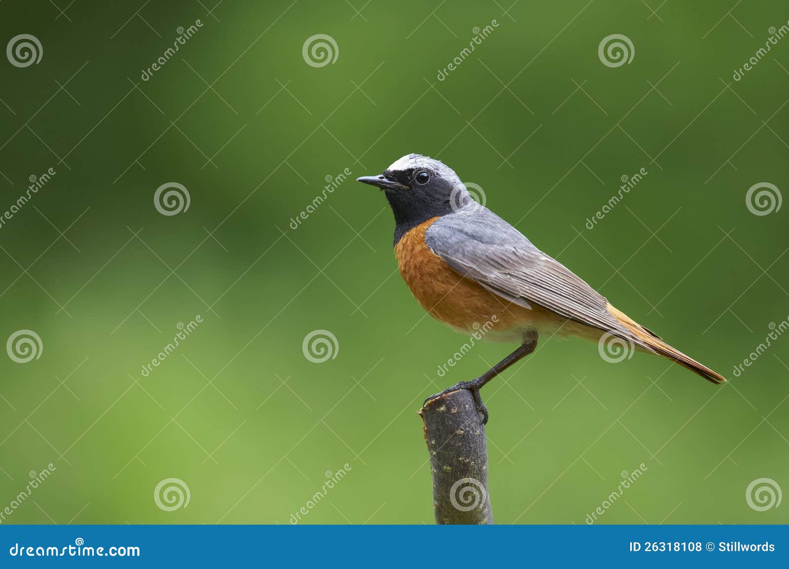 Common Redstart stock photo. Image of watch, branch, common - 26318108