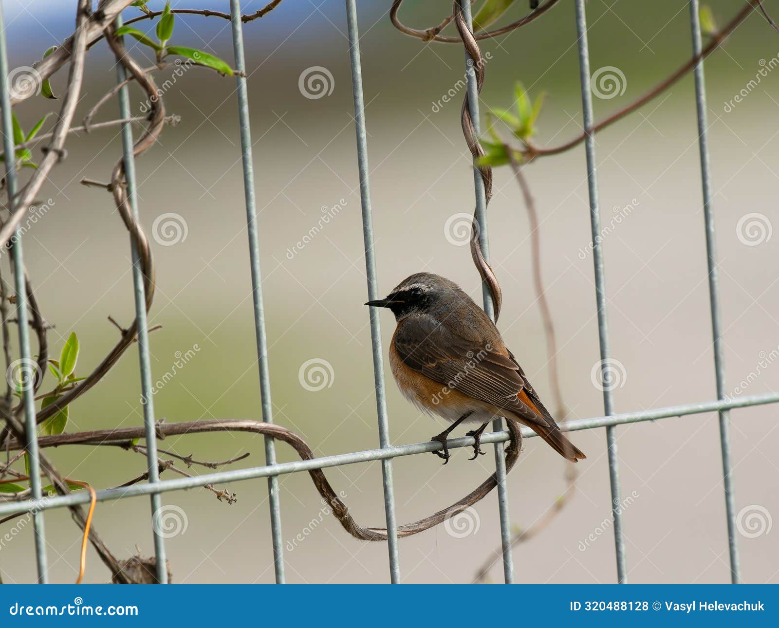 Common Redstart Bird Sitting in Garden Stock Photo - Image of tree ...