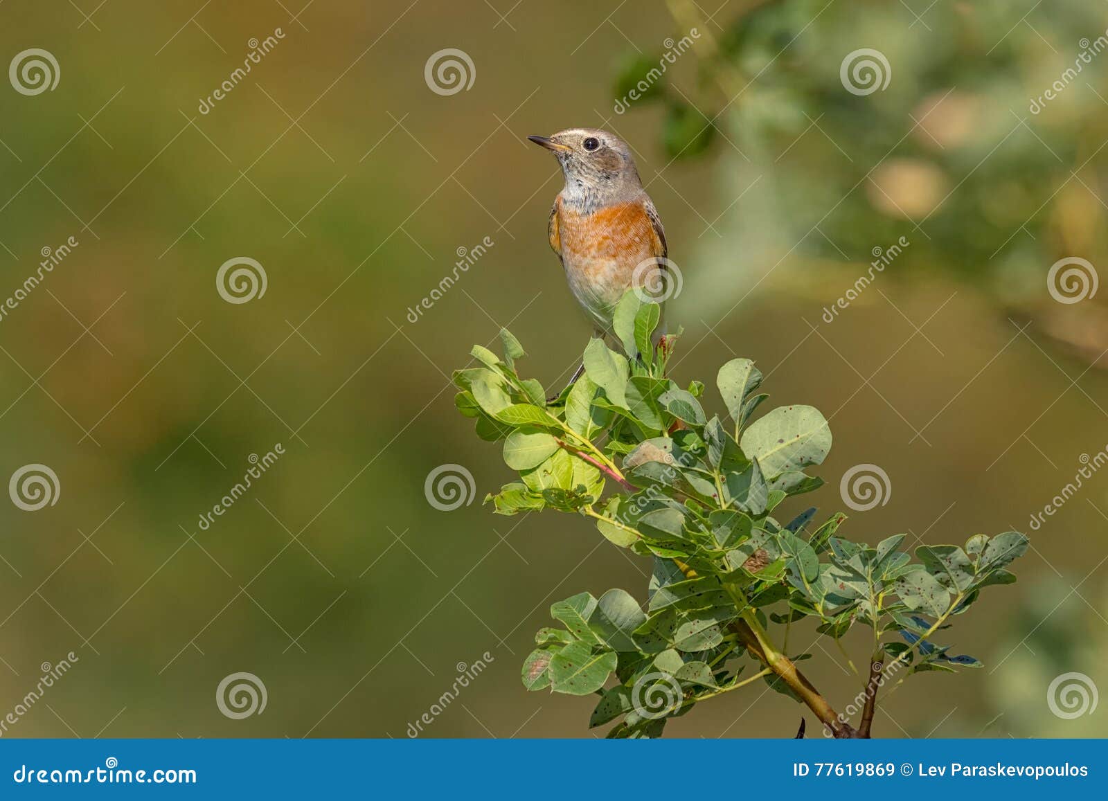 Common Redstart - Common Redstart Stock Image - Image of feather ...