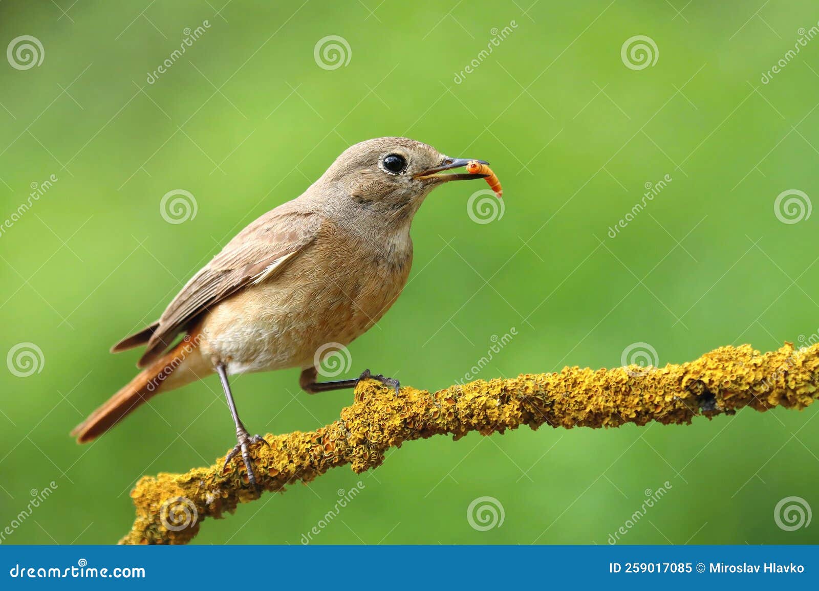 The Common Redstart Female on Branch Stock Image - Image of redstart ...