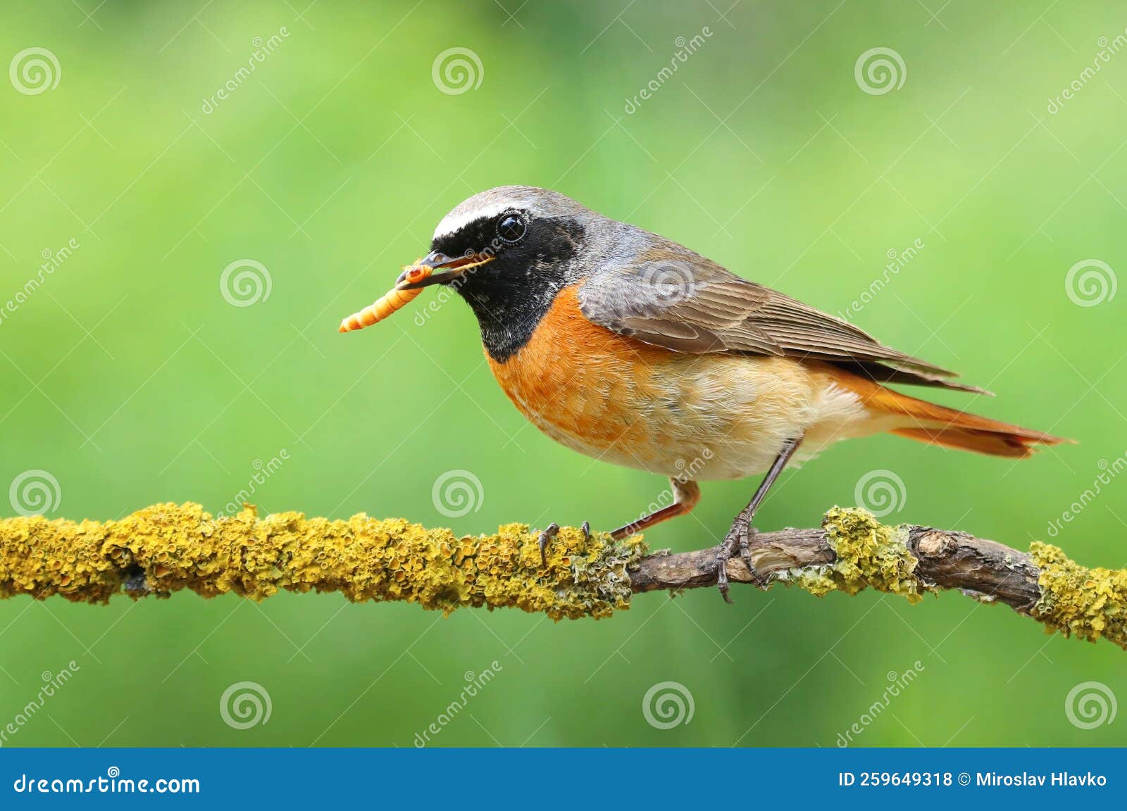 The Common Redstart Male with Worm in Beak Stock Photo - Image of ...