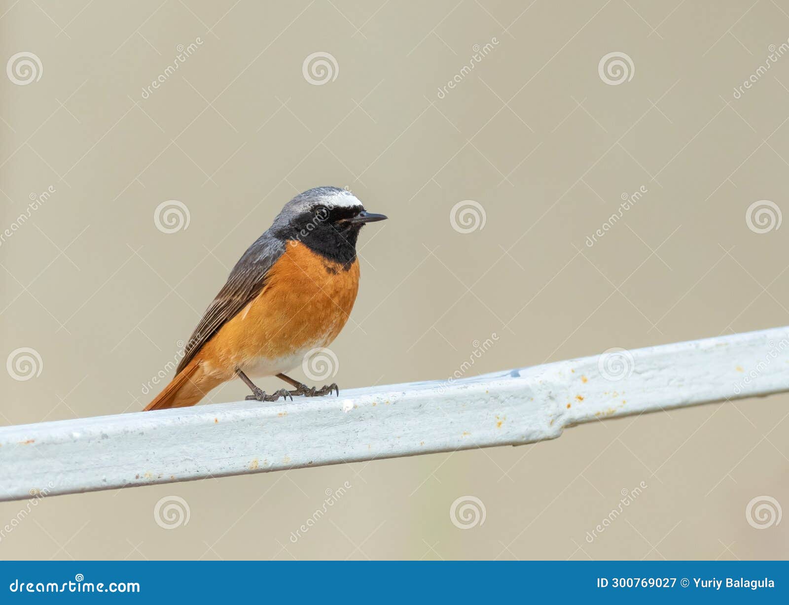 Common Redstart, Phoenicurus Phoenicurus. a Bird Sits on the Railing ...