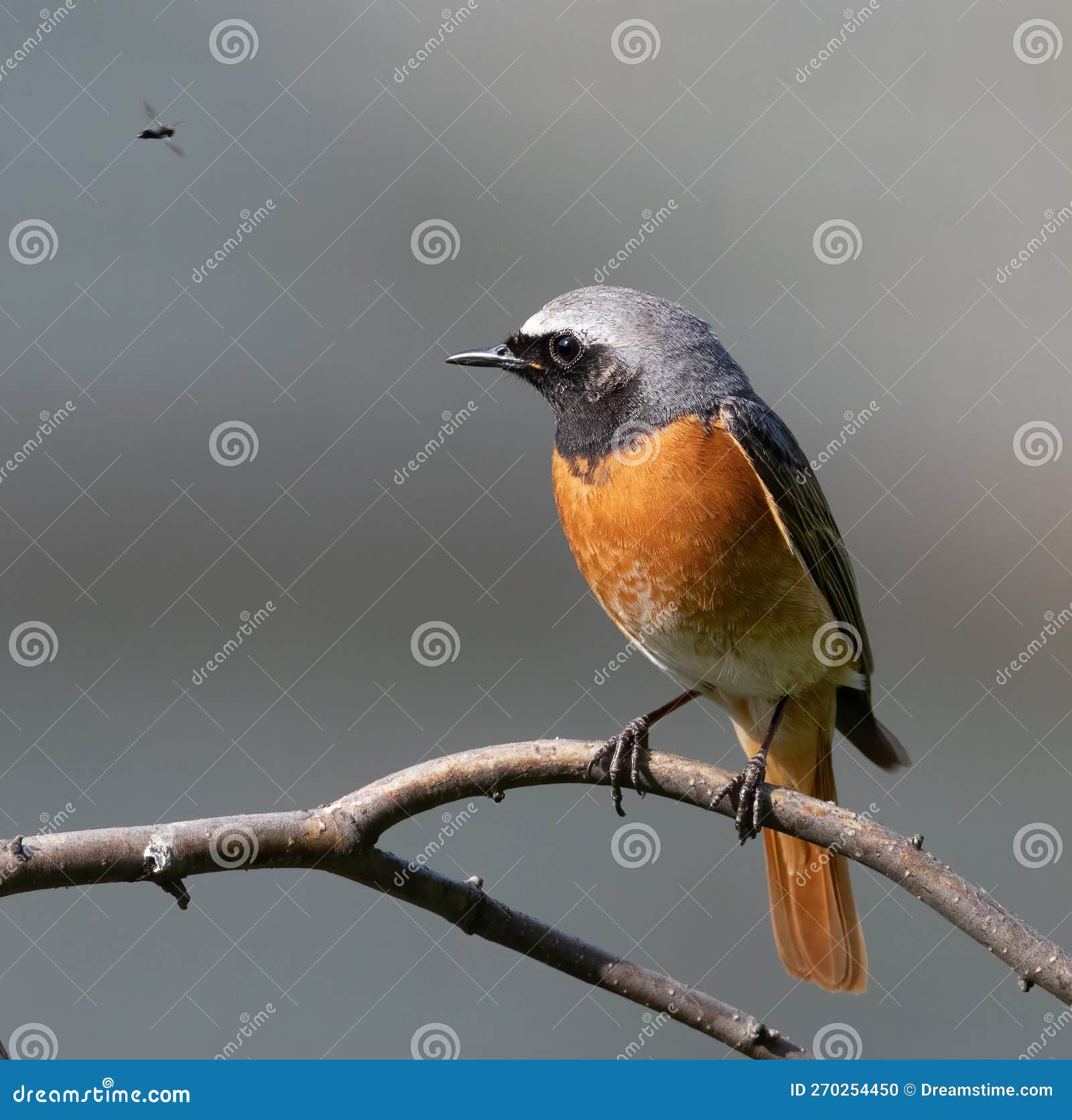 Common Redstart, Phoenicurus Phoenicurus. a Bird Sits on a Tree Branch ...