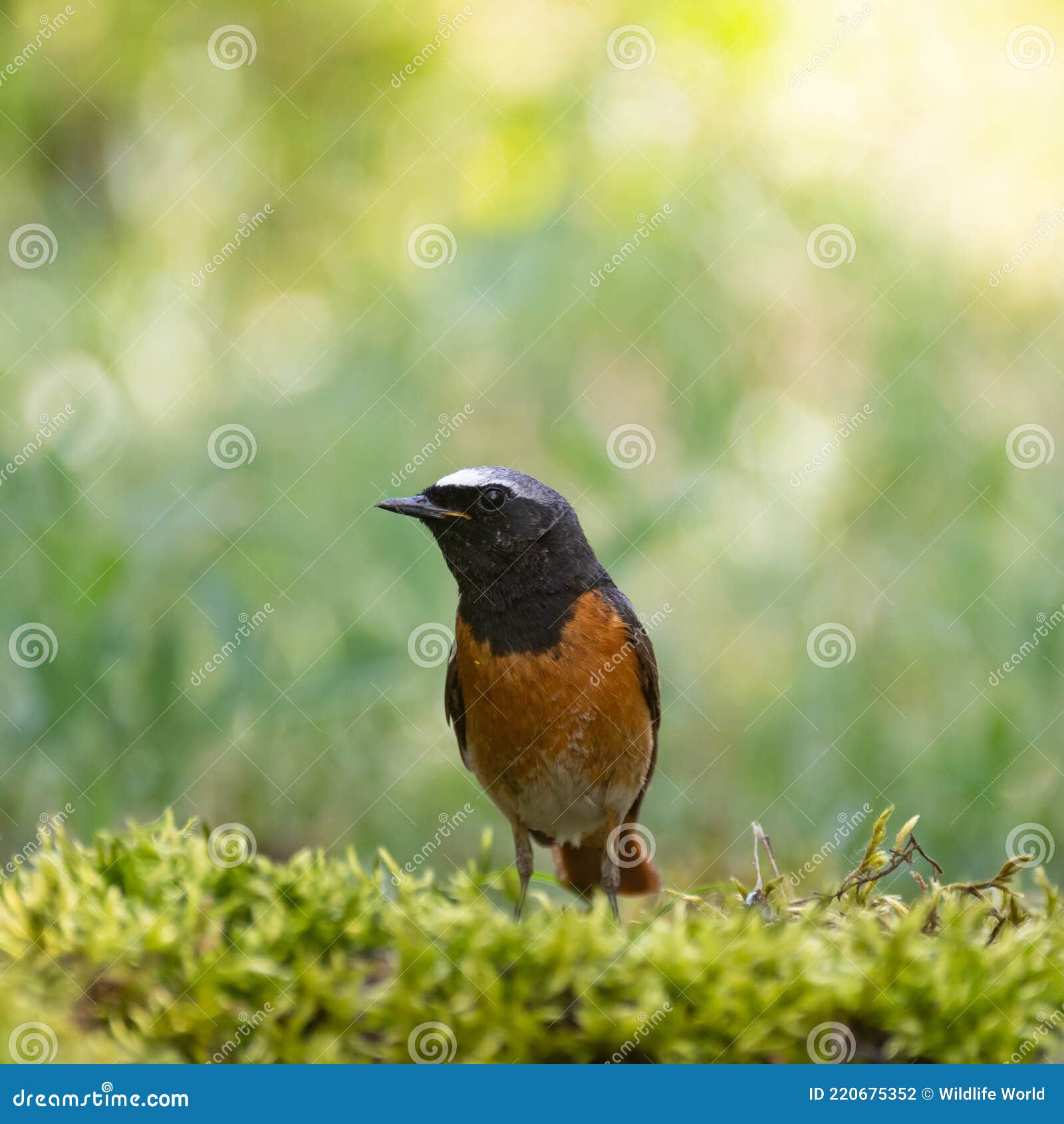 Common Redstart Phoenicurus Phoenicurus is a Songbird Stock Photo ...