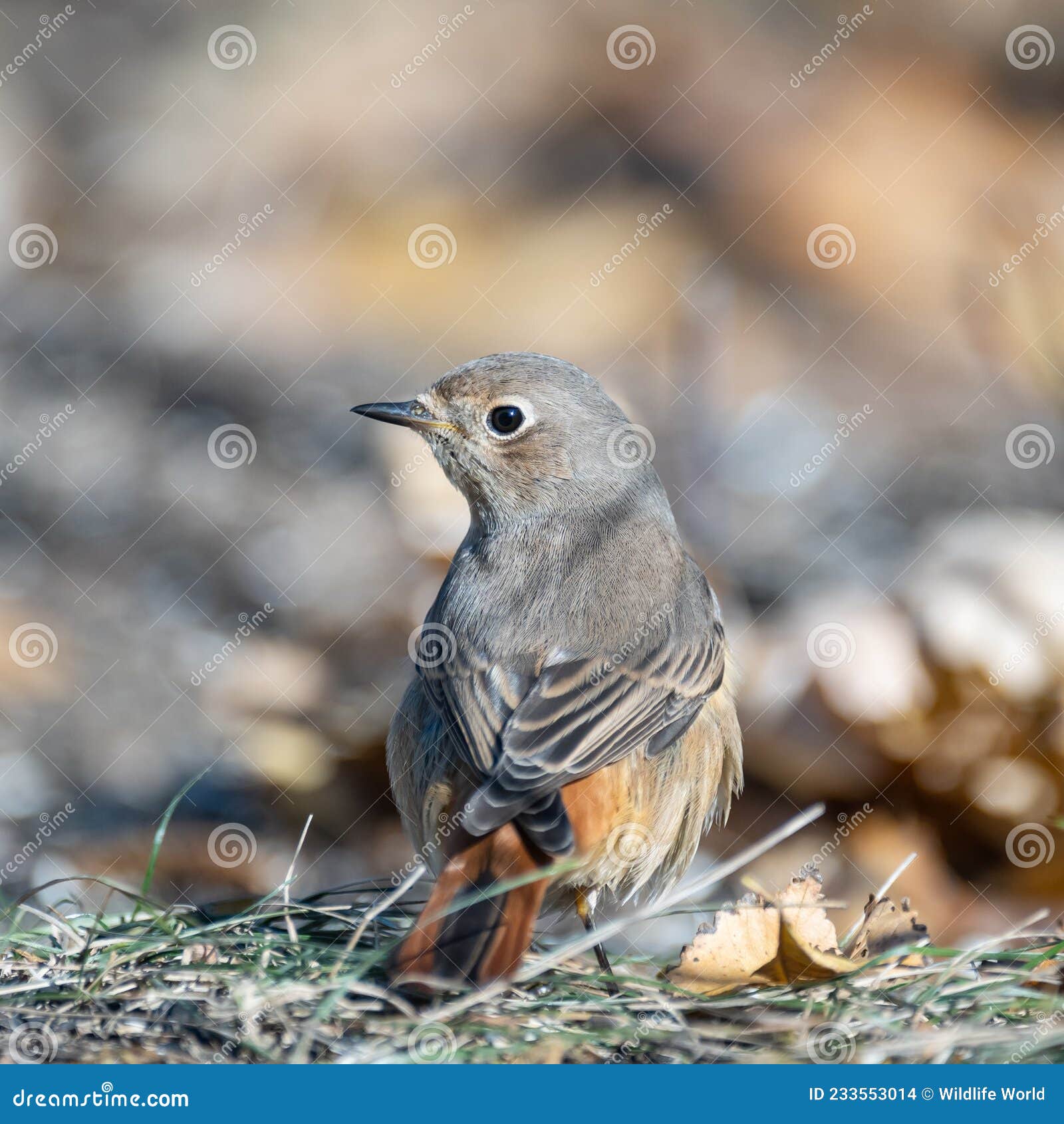 Common Redstart Phoenicurus Phoenicurus is a Songbird Stock Photo ...