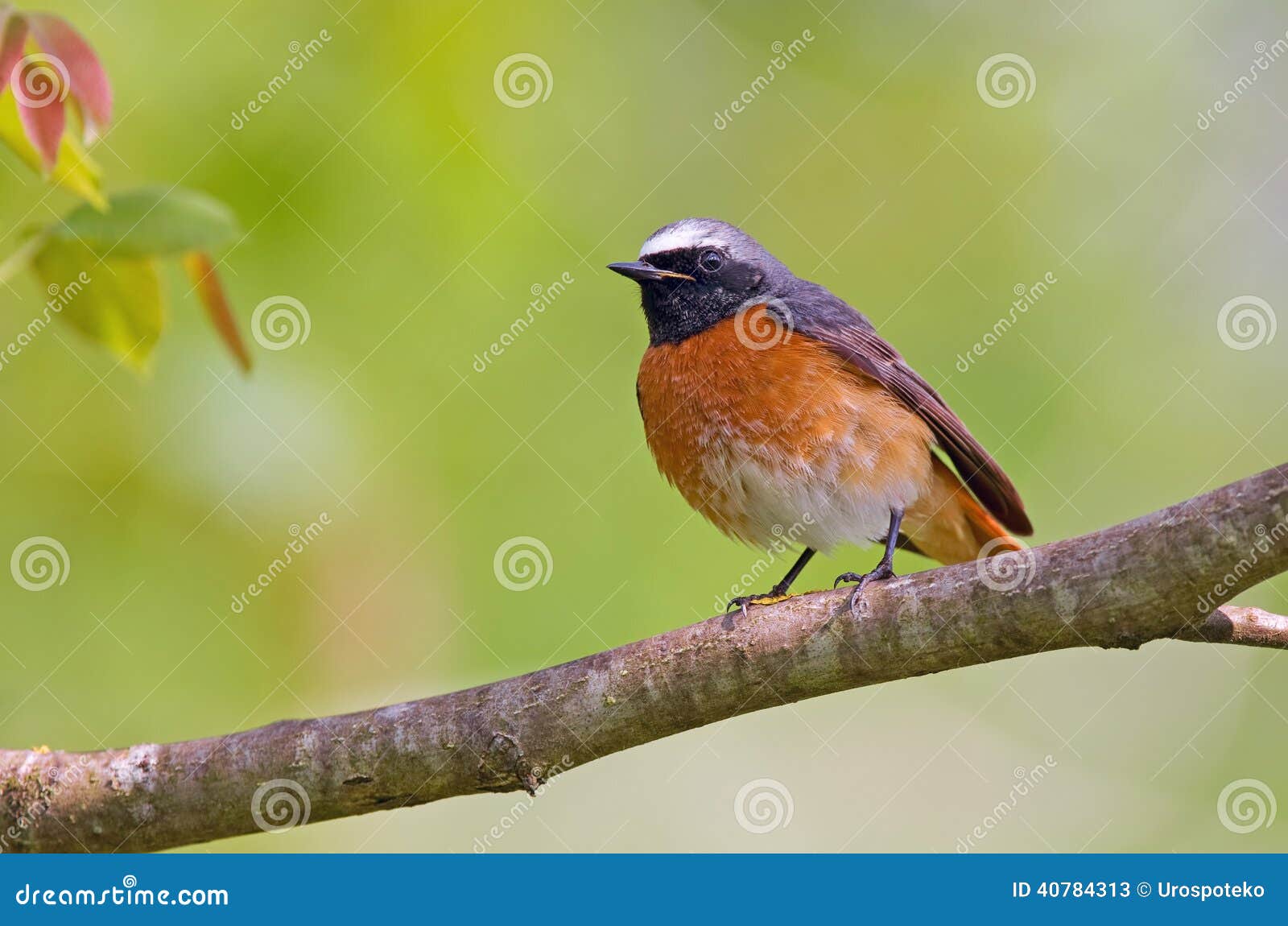 Common redstart stock image. Image of redstart, birdwatching - 40784313
