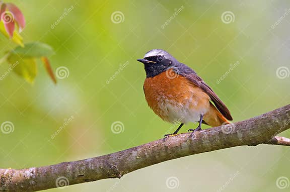 Common redstart stock image. Image of redstart, birdwatching - 40784313