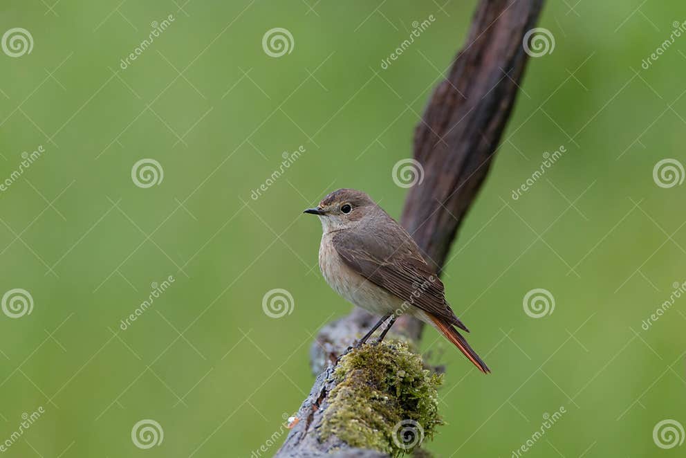 Common redstart stock photo. Image of european, habitat - 71875836