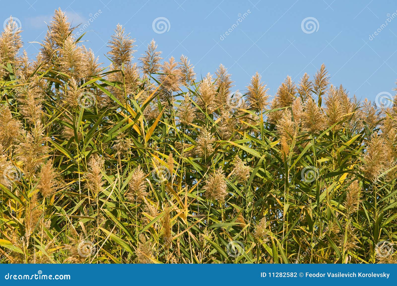 Common reed. stock photo. Image of cane, reed, southern - 11282582