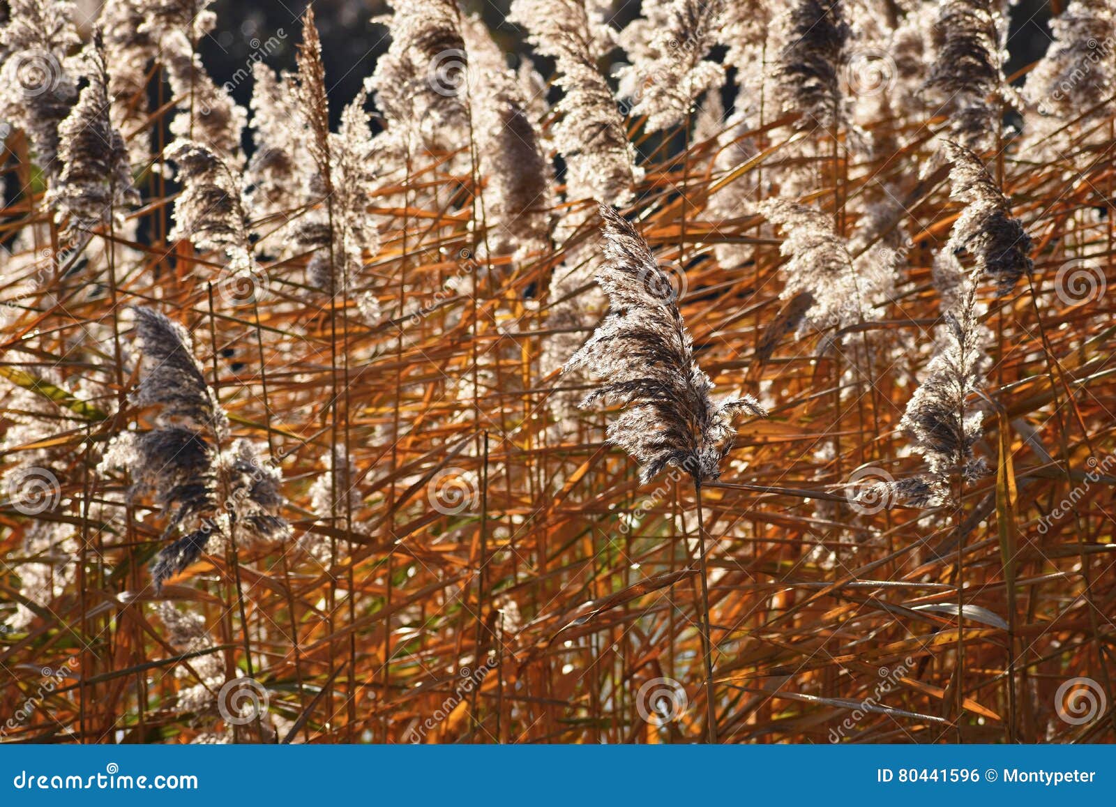 Common Reed. Beautiful Natural Background with the Sun Stock Photo ...