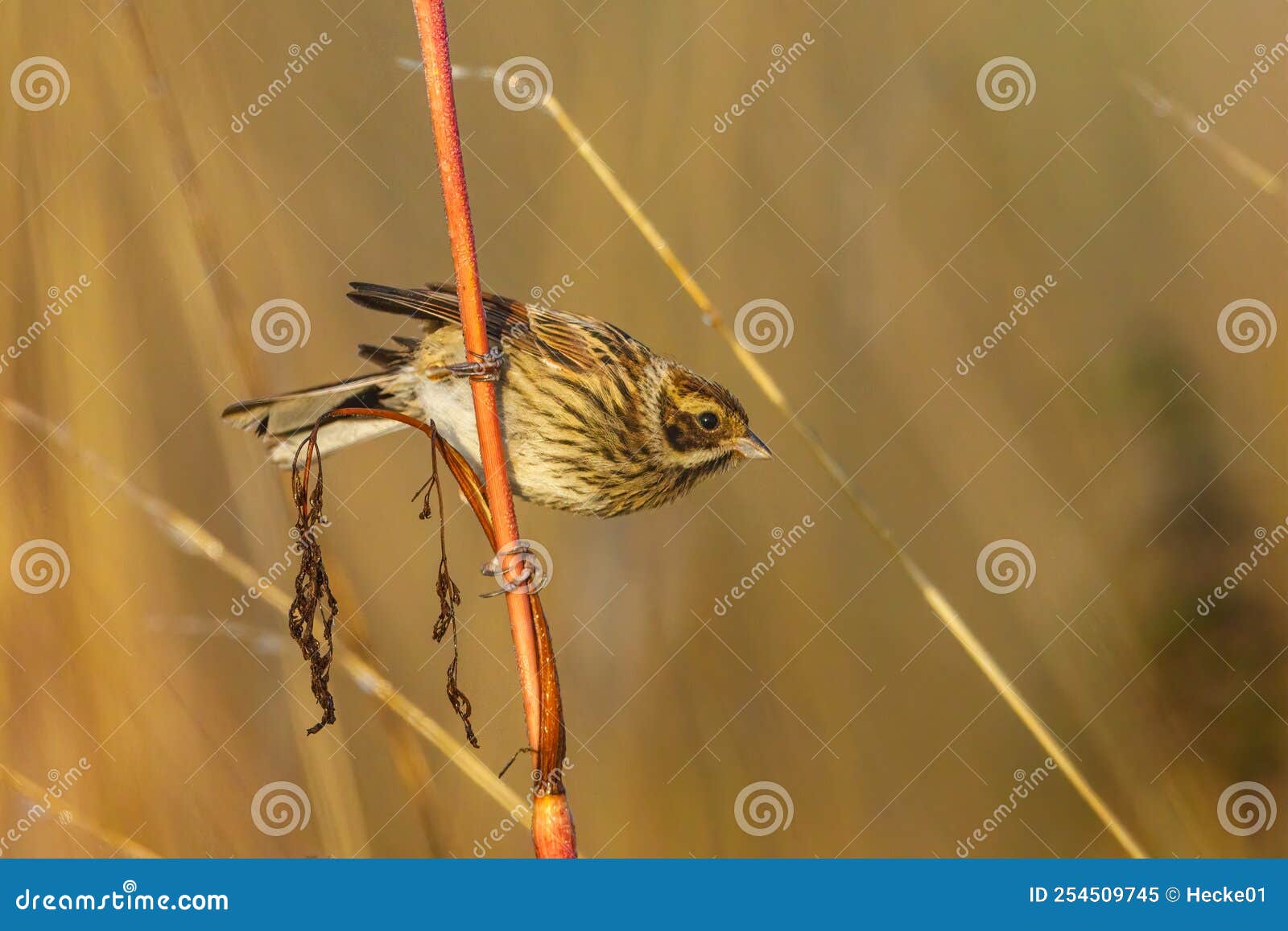 Common Reed Bunting Bird in the Reed Stock Image - Image of schoeniclus ...