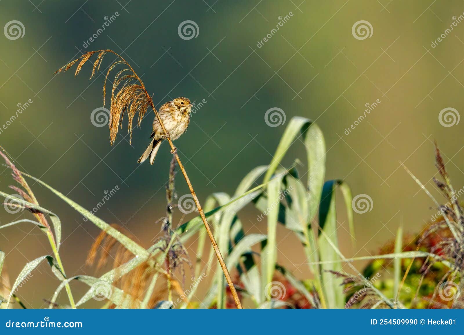 Common Reed Bunting Bird in the Reed Stock Photo - Image of nature ...