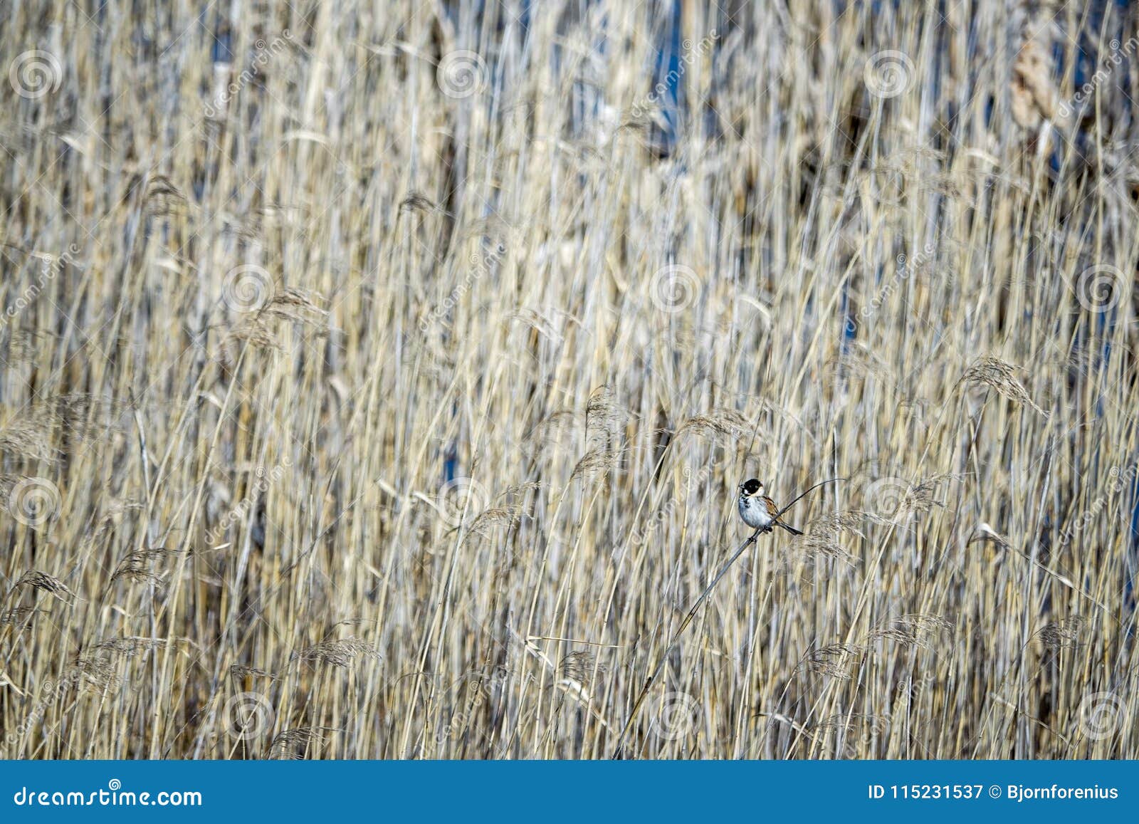 Common Reed Bunting Sits on a Reed Straw Stock Image - Image of wetland ...