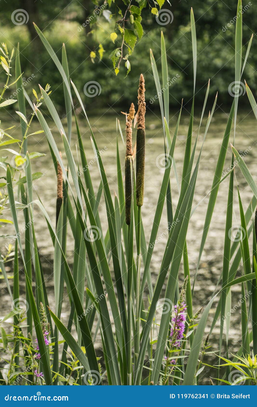 Common Reed Bunting in the Summer Stock Image - Image of emberiza ...