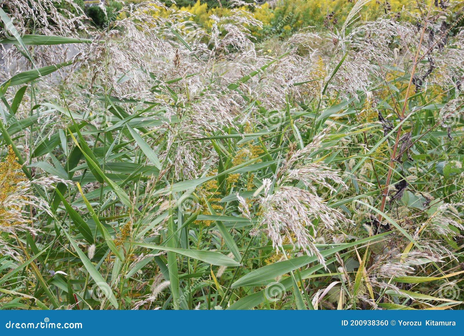 Common reed stock photo. Image of grass, field, leaf - 200938360