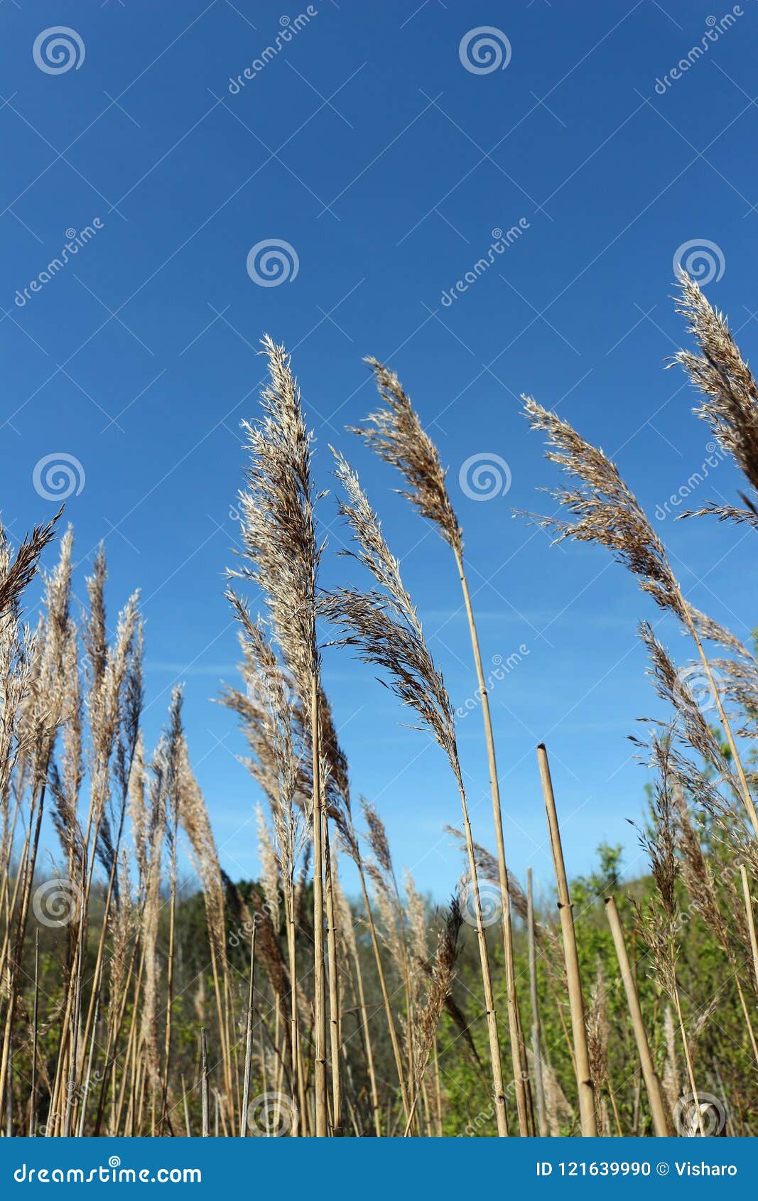 Common Reed stock photo. Image of grain, reed, natural - 121639990