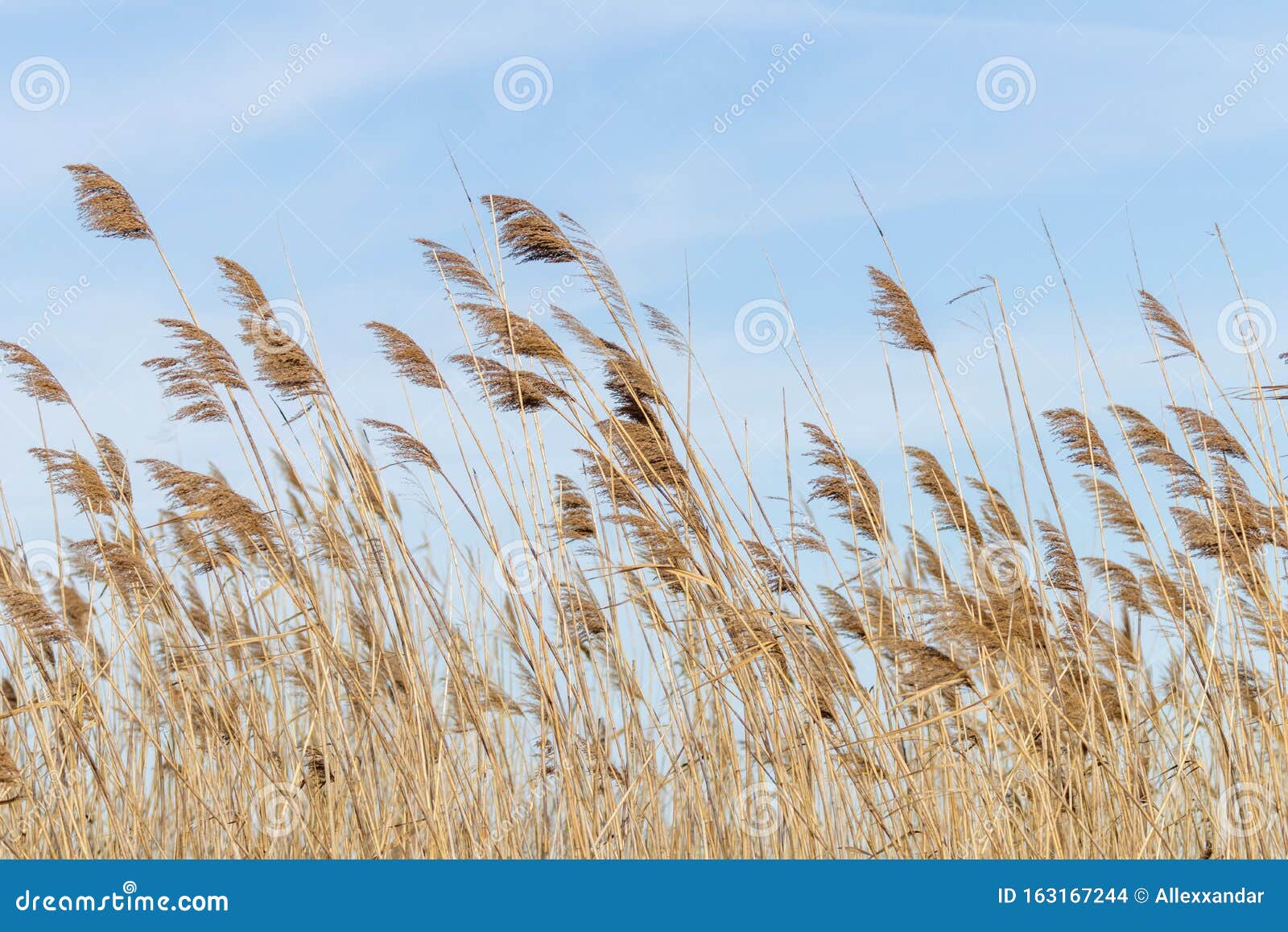 Common Reed, Dry Reeds, Blue Sky, Phragmites Australis Stock Photo ...