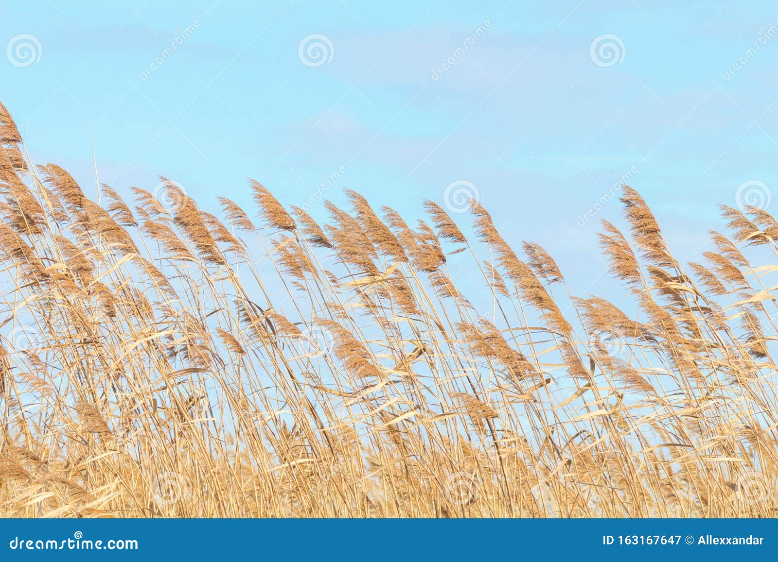 Common Reed, Dry Reeds, Blue Sky, Phragmites Australis Stock Image ...