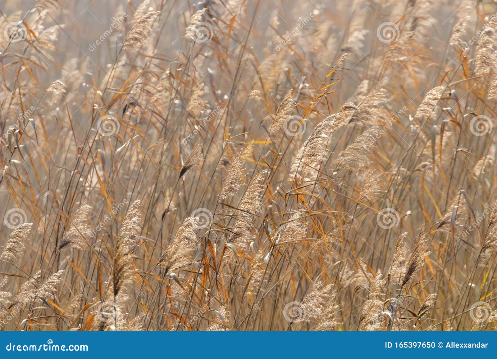 Common Reed, Dry Reeds Phragmites Australis Reed Background Stock Photo ...