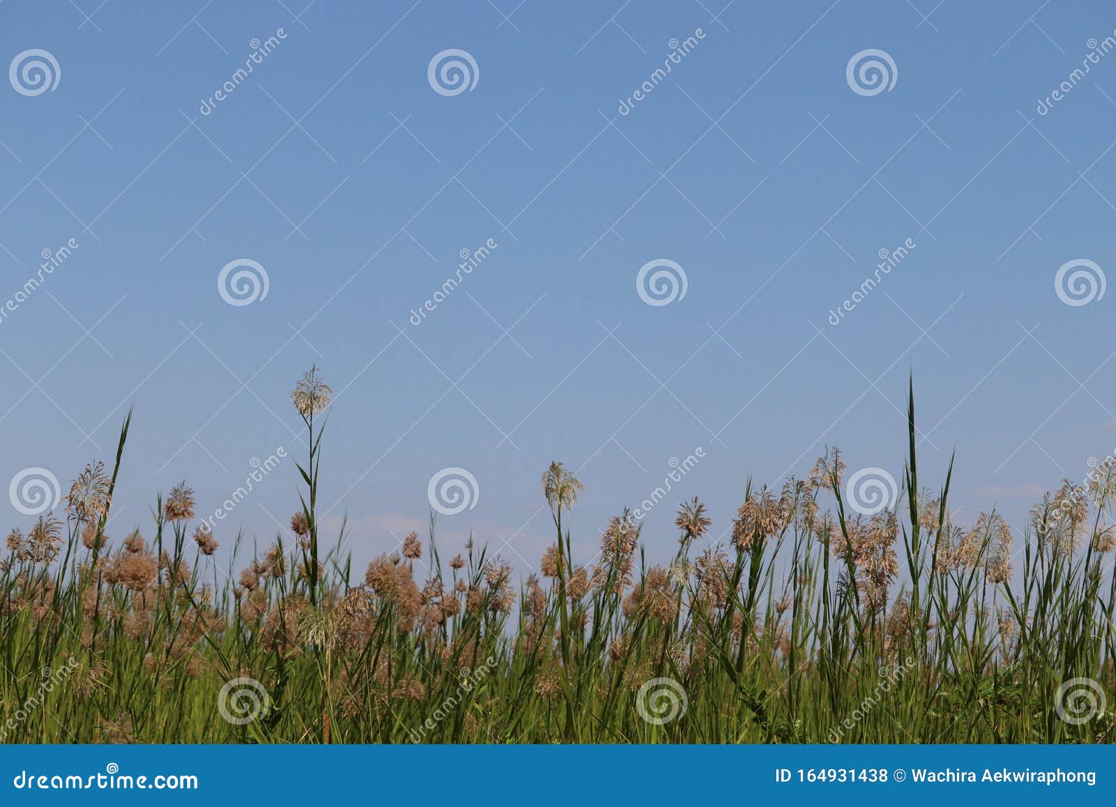 Common Reed Grass with Blue Sky Background Stock Photo - Image of ...