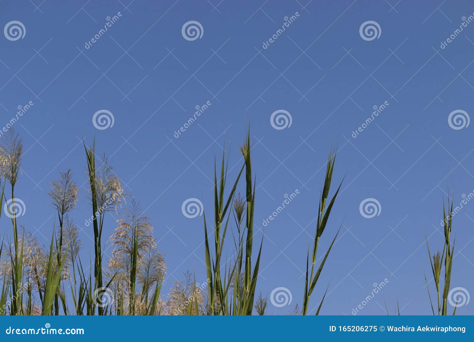 Common Reed Grass with Blue Sky Background Stock Image - Image of ...