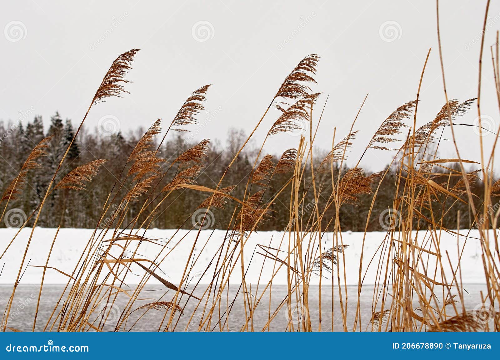 The Common Reed Grows on the River Bank Stock Photo - Image of brown ...