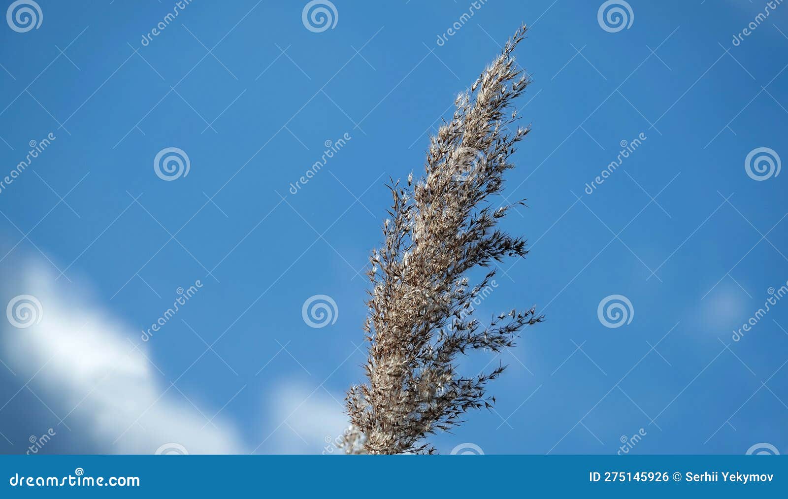 Common Reed Herbaceous Plant Editorial Photo - Image of ukraine, fruits ...