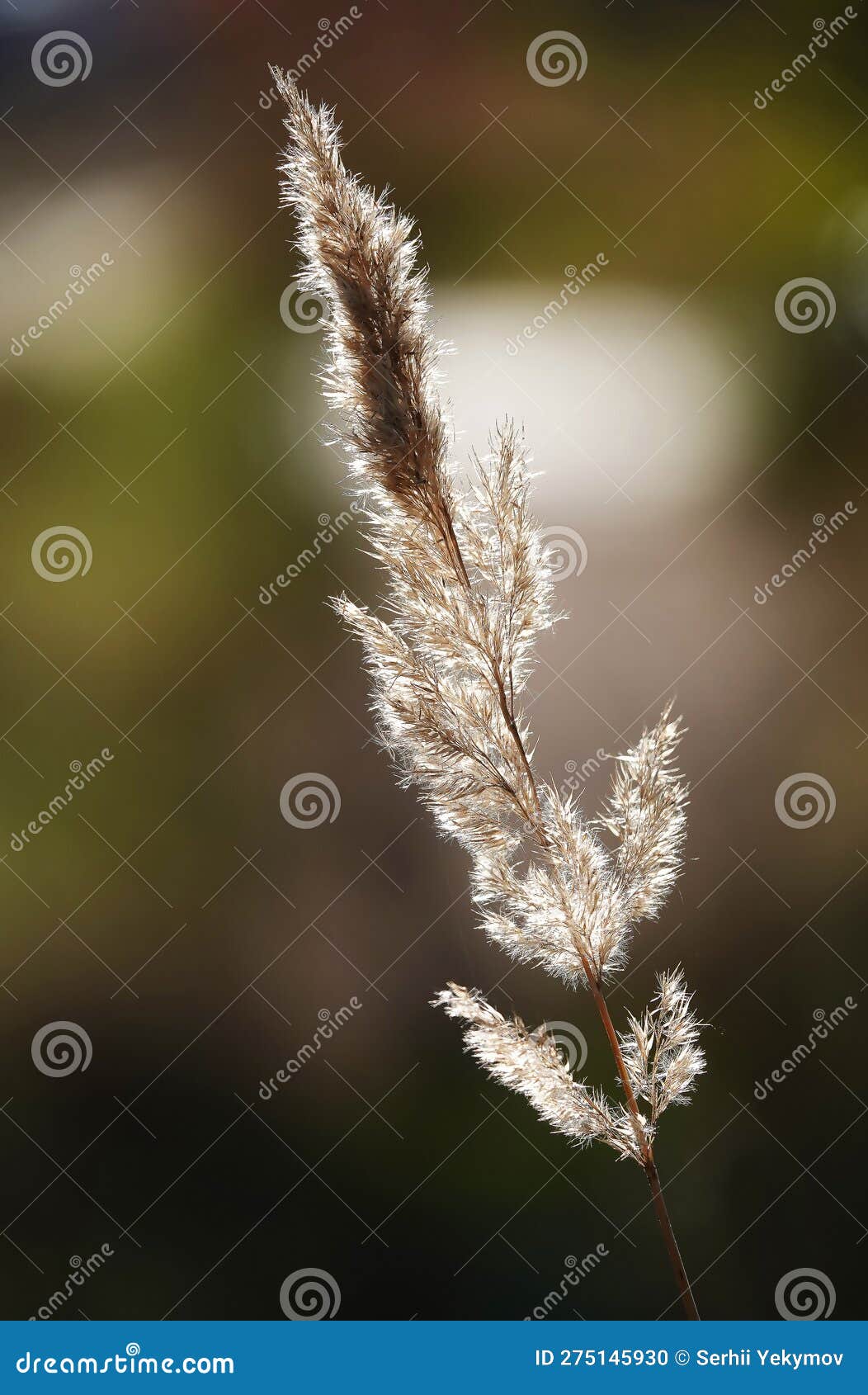 Common Reed Herbaceous Plant Stock Photo - Image of branch, bush: 275145930
